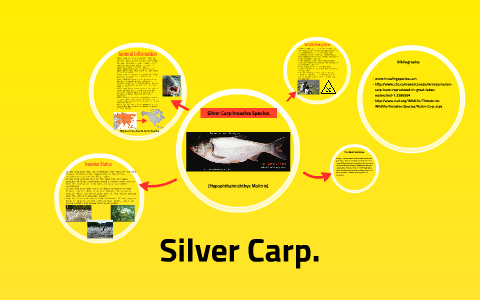 The Invasive Species Of The Silver Carp by andrei musetesco on Prezi