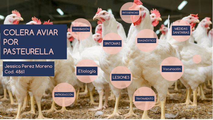COLERA AVIAR by Jessica Perez on Prezi