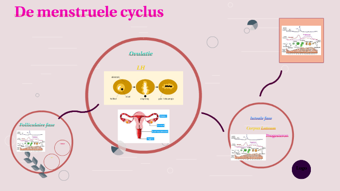 De menstruele cyclus by Sofie Coussement on Prezi