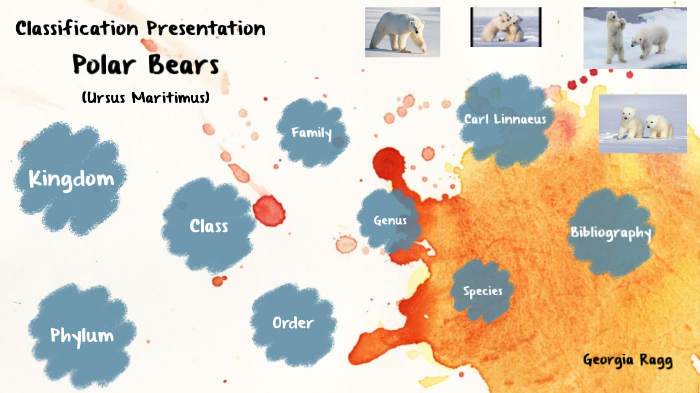 classification CAT - polar bear by Georgia Ragg