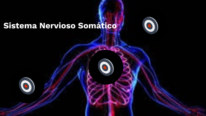 Sistema Nervioso Somático by Hector Aviles Abarca on Prezi