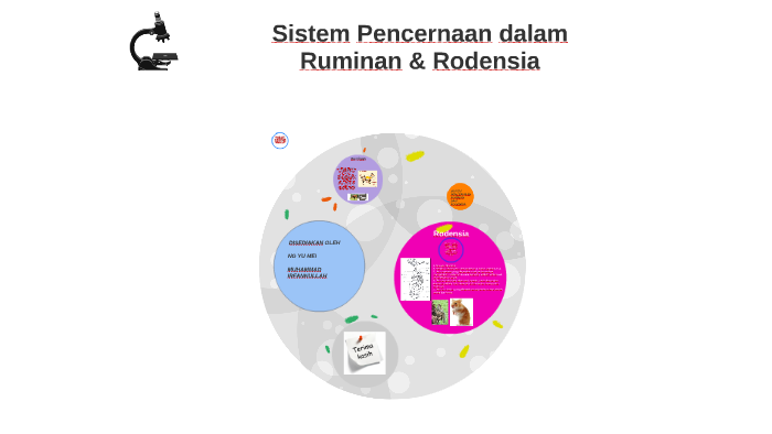 SISTEM PENCERNAAN RUMINAN DAN RODENSIA by Muhammad Irfanstar on Prezi