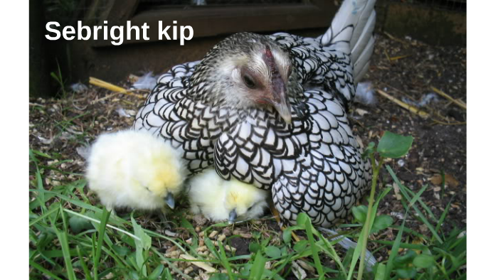 sebright kip by Danique Lehr on Prezi