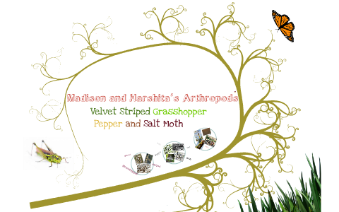 Arthropod: Science Project by Maddie S. on Prezi