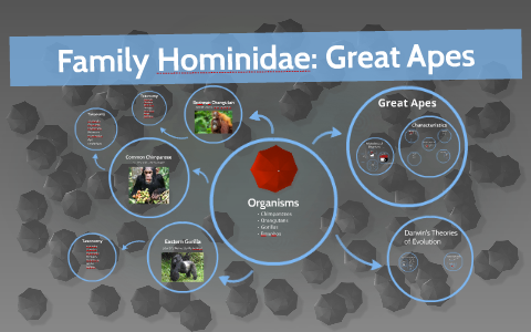 Family Hominidae- Great Apes by Bridget McColgan on Prezi