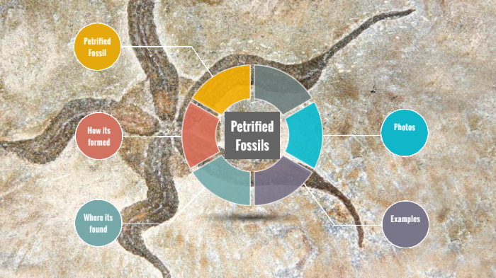 Petrified Fossils by Tim Mallick on Prezi