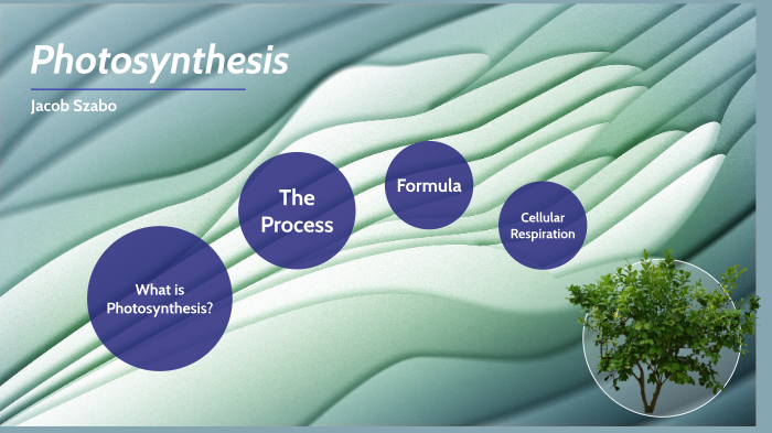 Bio Project 1: Photosynthesis by Jake Szabo on Prezi