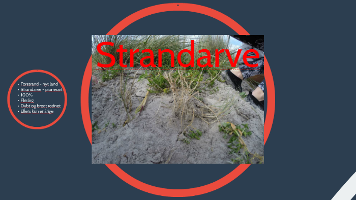 Strandarve by Maria Høvsgaard on Prezi