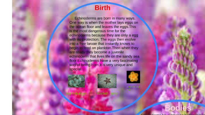 Echinoderms by Amber Fragoso