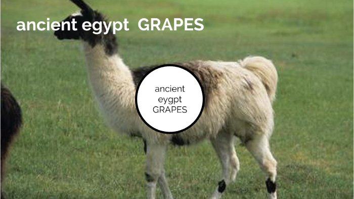 ancient egypt grapes by Santino Corral on Prezi
