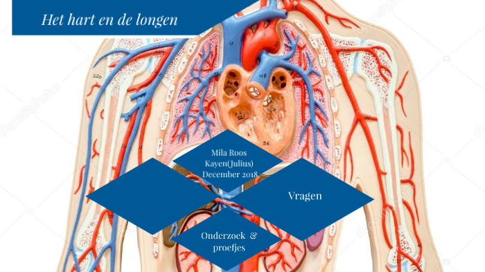 Het hart en de longen by KlasA KlasA on Prezi
