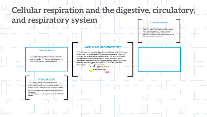 Cellular respiration and the digestive, circulatory, and res by Kevin ...
