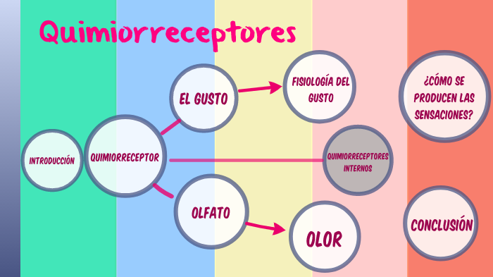 QUIMIORRECEPTORES by Mayra Valenzuela on Prezi