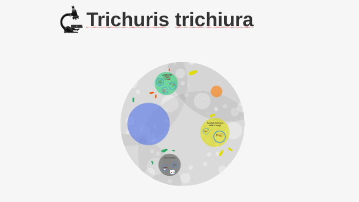 Trichuris trichiura by Carolina Cazabal on Prezi