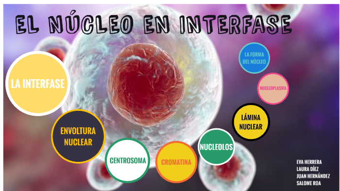 EL NÚCLEO EN INTERFASE by Eva Herrera Formoso on Prezi