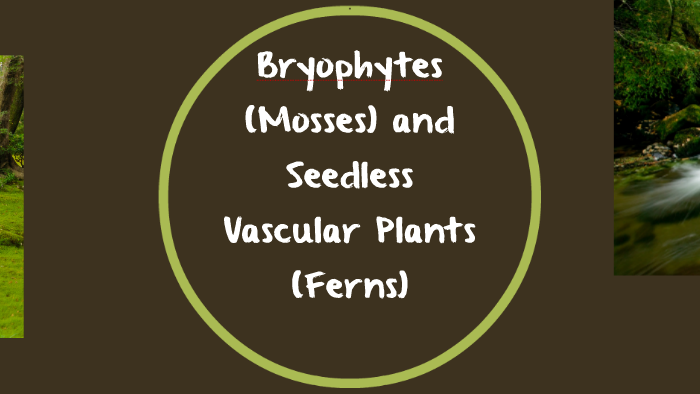 Bryophytes and Seedless Vascular Plants by Reilly K on Prezi