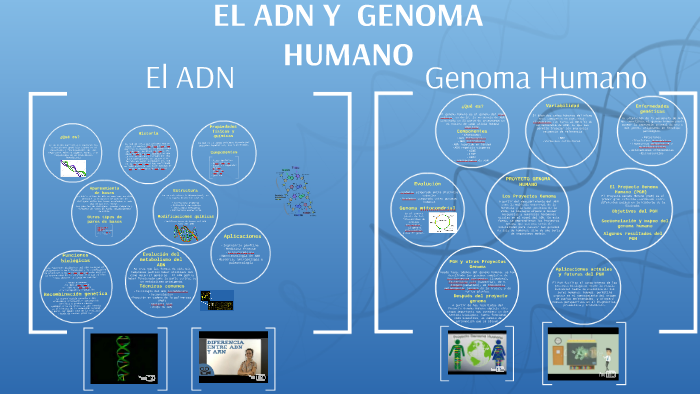 EL ADN Y GENOMA HUMANO by DANIELA JAIMES on Prezi