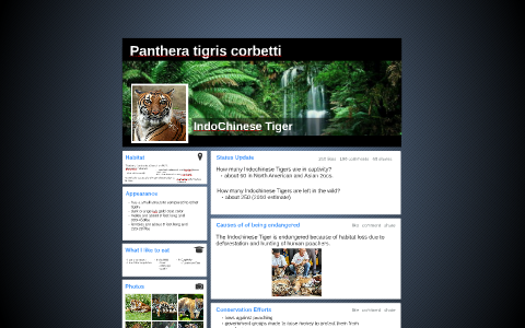 Indochinese Tiger by Katie Bitter on Prezi