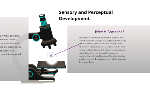 Sensory and Perceptual Development by erin kenny on Prezi