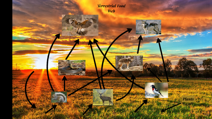 Terrestrial Food Web by Juan Grimaldo on Prezi