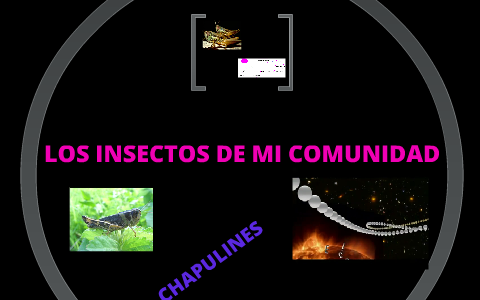 Los insectos en mi comunidad by Karina Chávez on Prezi