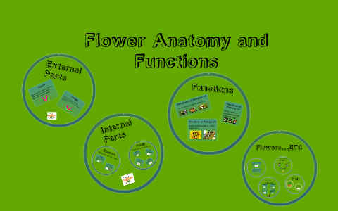 Flower Anatomy and Functions by Leeanna Bunch on Prezi