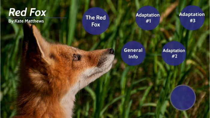 Red Fox by Kate Matthews on Prezi