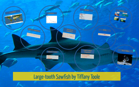 Large-tooth Sawfish by on Prezi