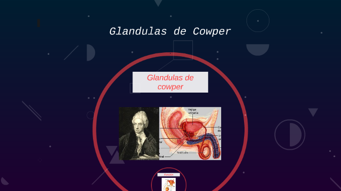 Glandulas de Cowper by mia Martinez on Prezi