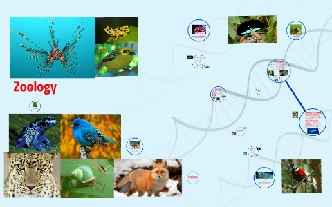 Types Of Zoology by Ava Oberle on Prezi