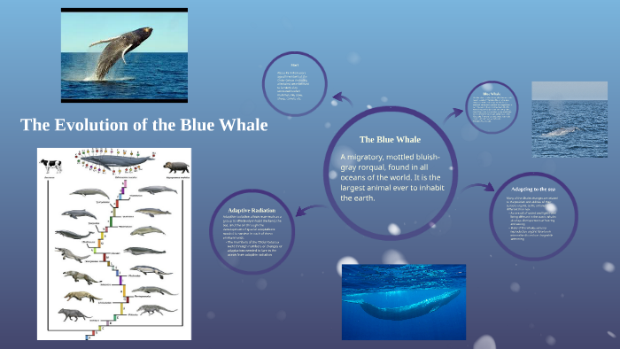 The Evolution of the Blue Whale by benji freedman