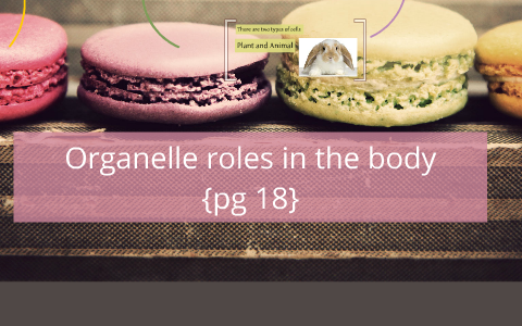 Organelle roles in the body by megan ruggles on Prezi