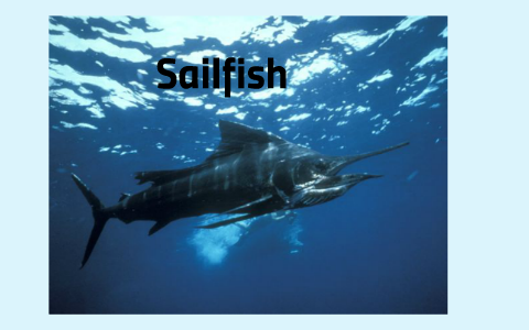 The sailfish is the fastest fish in the ocean at 68 MPH! by Miranda ...