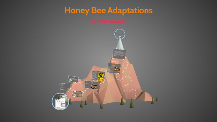 Honey Bee Adaptations by Matt Z on Prezi