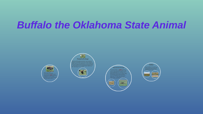 Buffalo the Oklahoma state Animal by Elizabeth Malarkey on Prezi