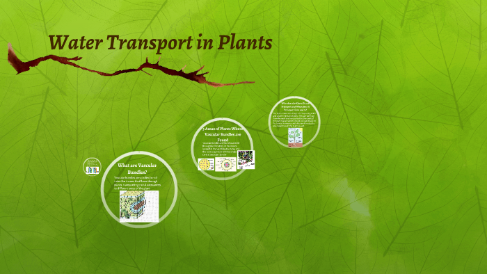 Water Transport in Plants by Juneau murakami on Prezi