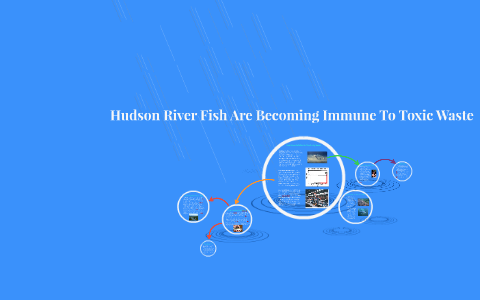 Hudson River Fish Are Becoming Immune To Toxic Waste by Brendan Dell on ...