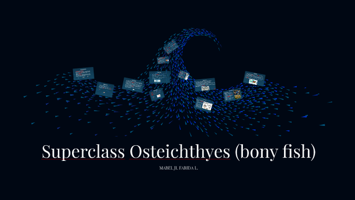 osteichthyes (bony fish) by M J on Prezi