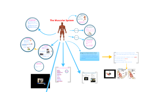 1.2.2 Muscular System GCSE PE Edexcel by Jack Marsden on Prezi