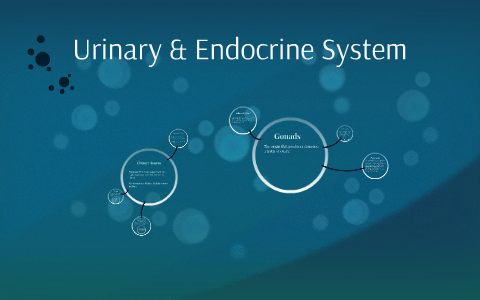 Urinary & Endocrine System by Jordan Owens on Prezi