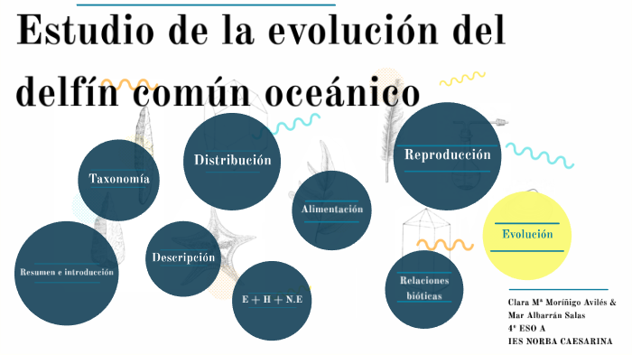 Estudio de la evolución del delfín común oceánico. by Clara María ...