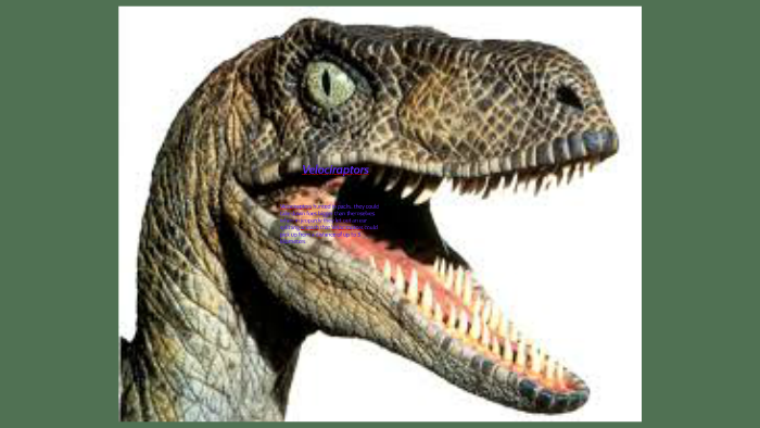 Velociraptors hunted in packs, they could take down foes big by Thomas ...