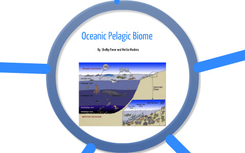Oceanic Pelagic Biome by Shelby Paver on Prezi