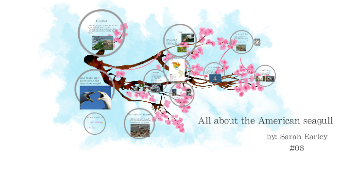 seagull presentation by Sarah Earley on Prezi