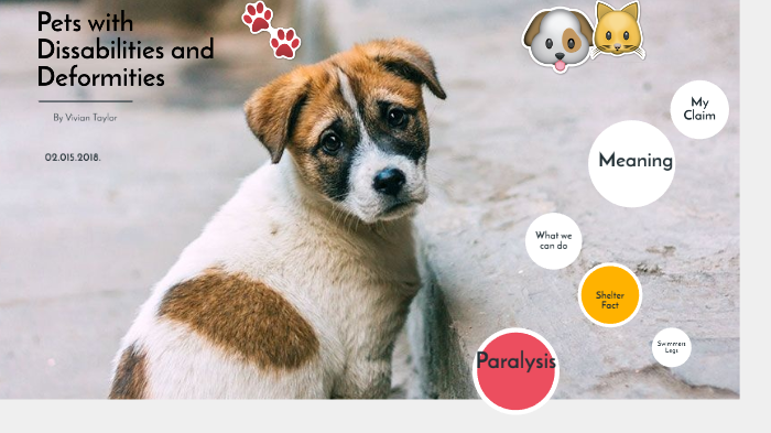 Defects In pets by Vivian Taylor on Prezi