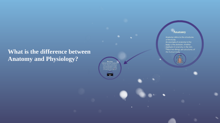 What Is The Difference Between Anatomy And Physiology By Caitlin Post