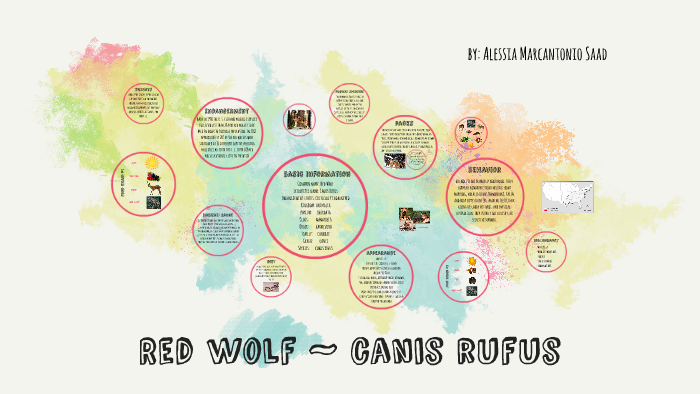 Red wolf ~ canis lupus rufus by Lessi Ms on Prezi