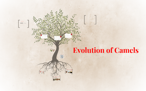 Evolution of Camels by Whitney Martin on Prezi