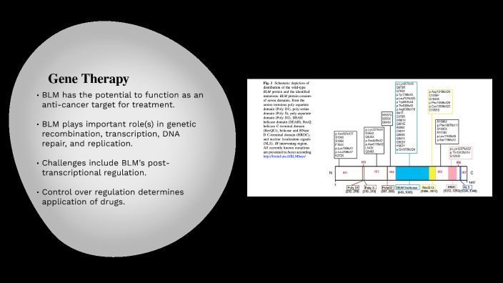 Mutation of BLM Gene Results in Bloom Syndrome by Alexis Irvin on Prezi