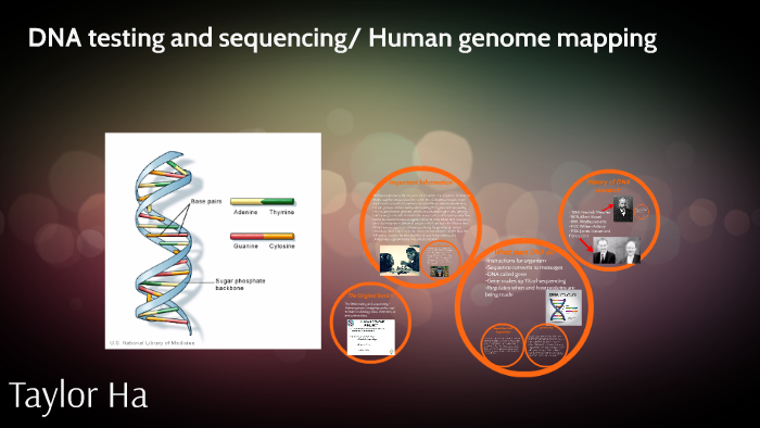 DNA testing and sequencing/ Human genome mapping by taylor ha on Prezi